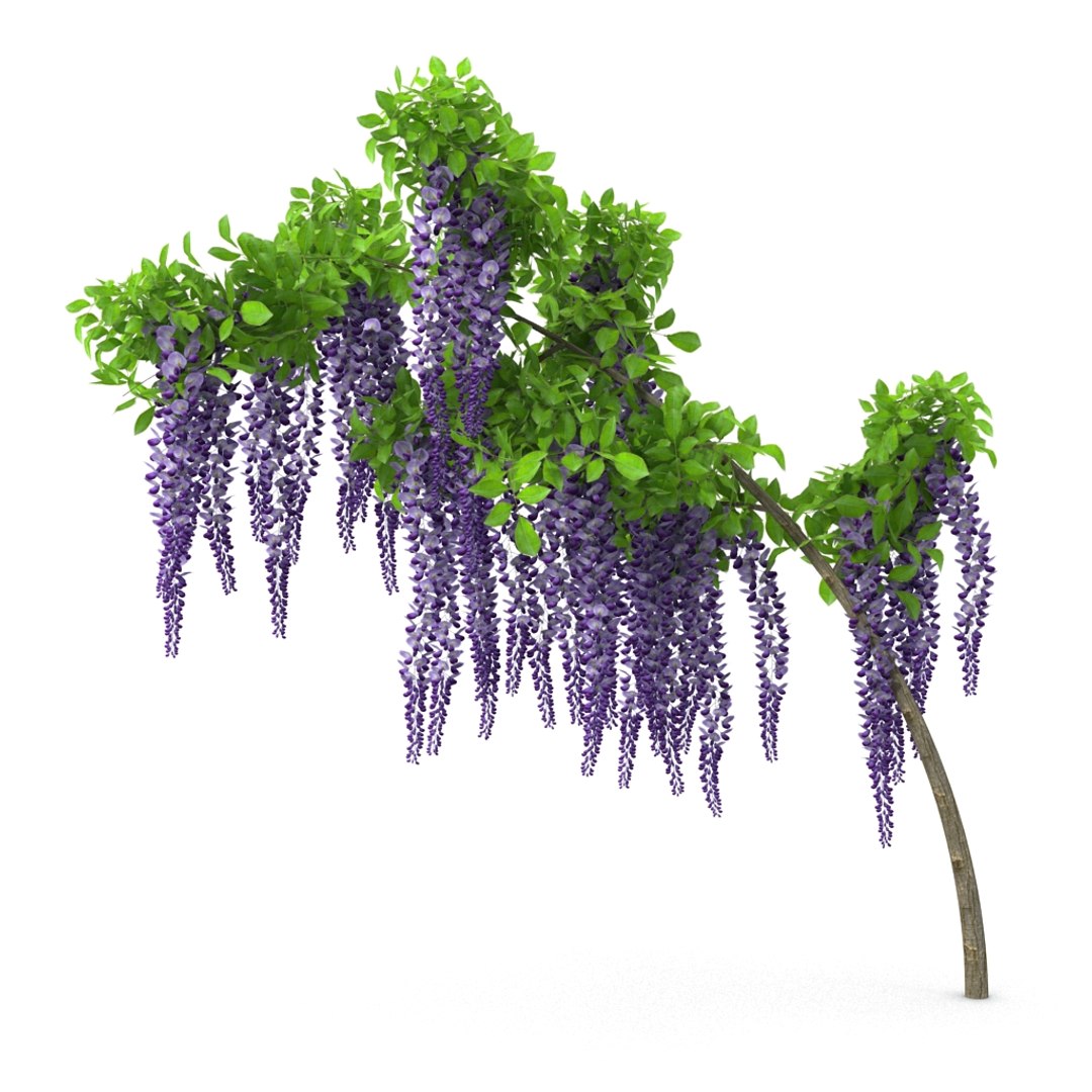 3d Wisteria Flowers Model