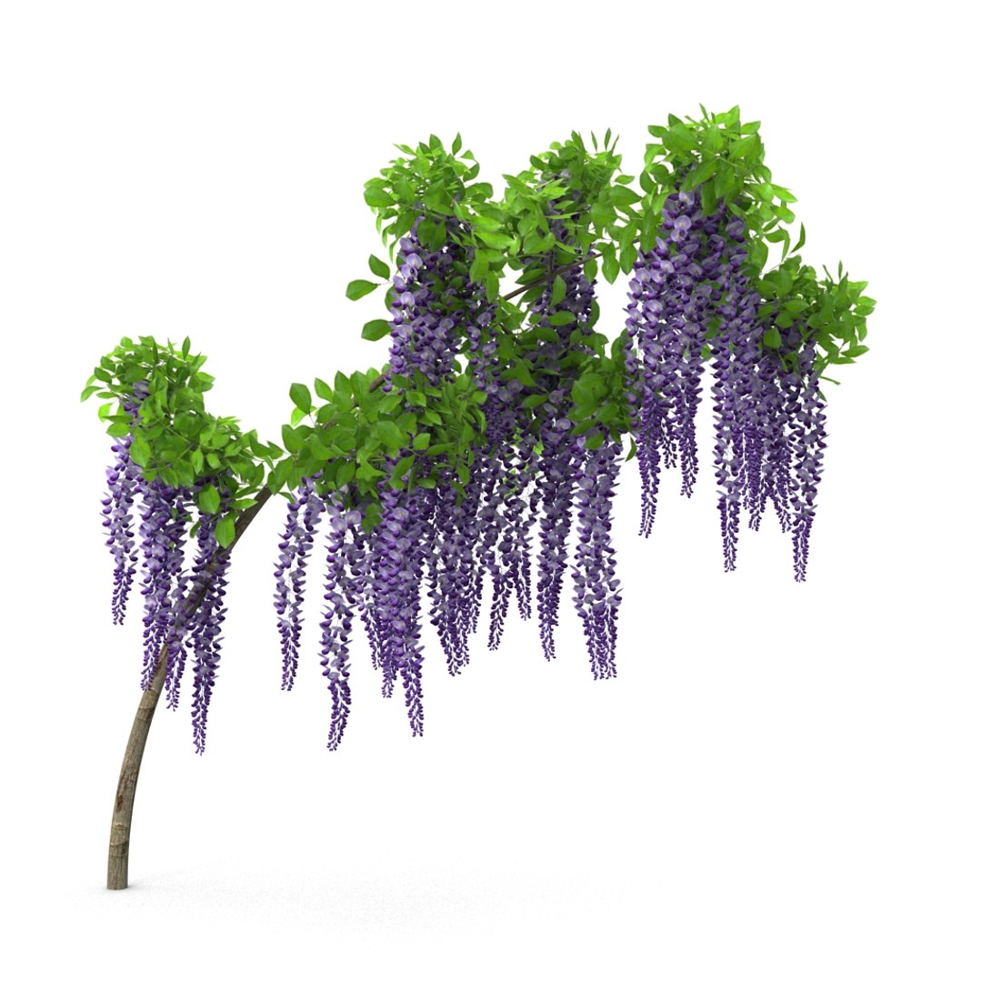 3d Wisteria Flowers Model