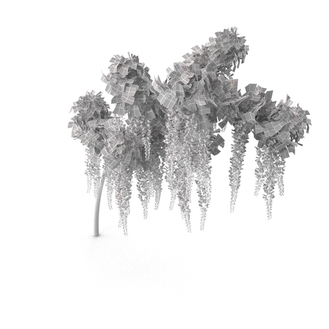 3d Wisteria Flowers Model