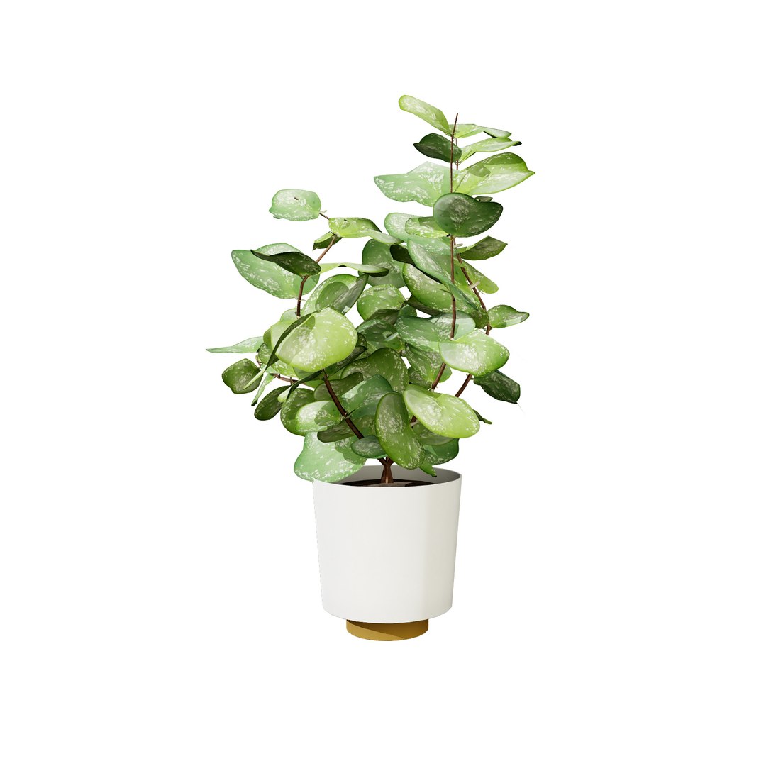 Hoya Hanging Planter 3D Model - TurboSquid 2206700