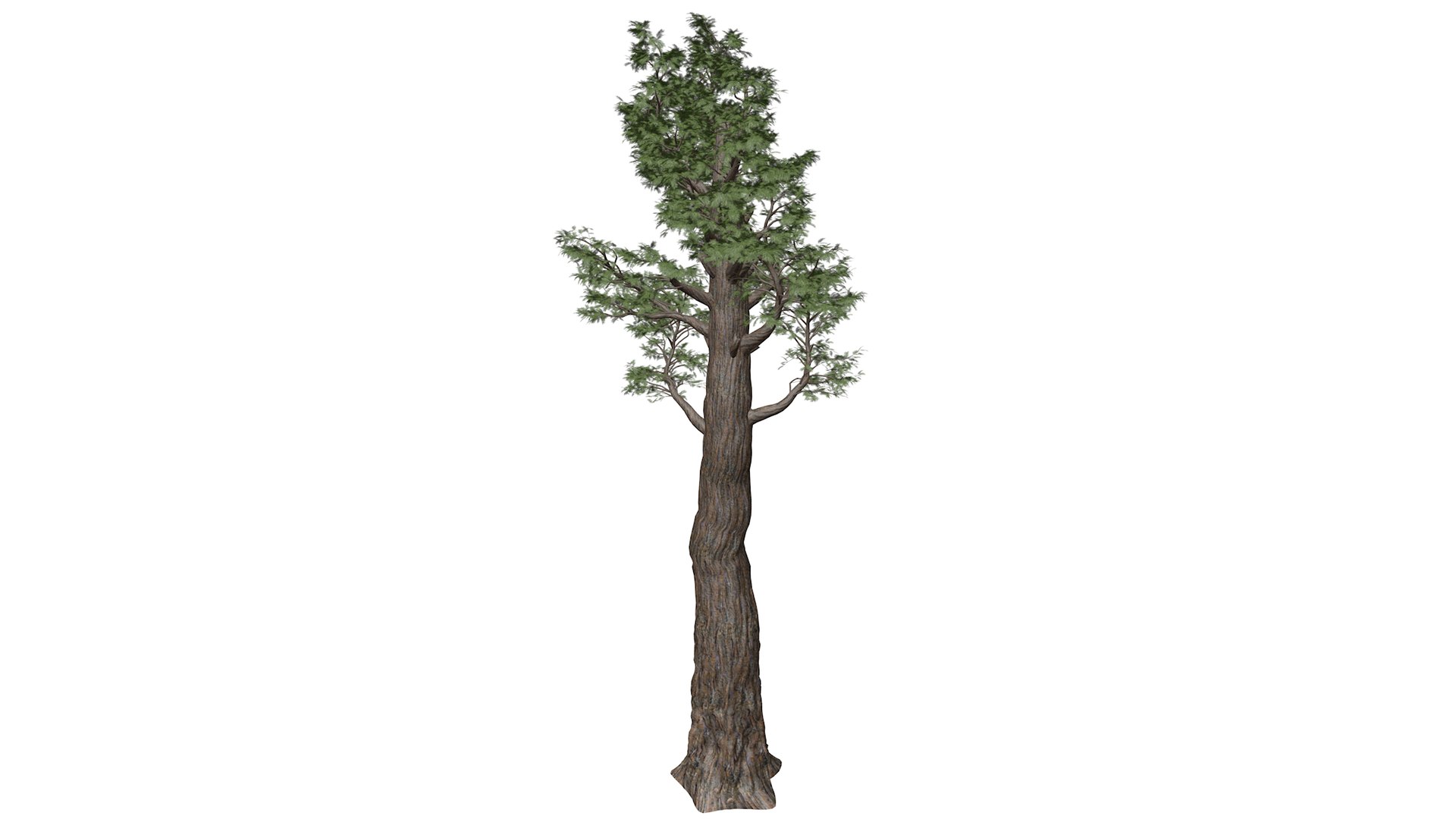 3D Giant Redwood Sequoia Tree Collection - TurboSquid 2378782