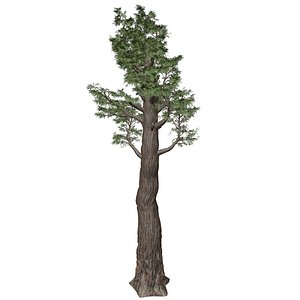 Download Free & Premium Tree Redwood 3D Models | TurboSquid