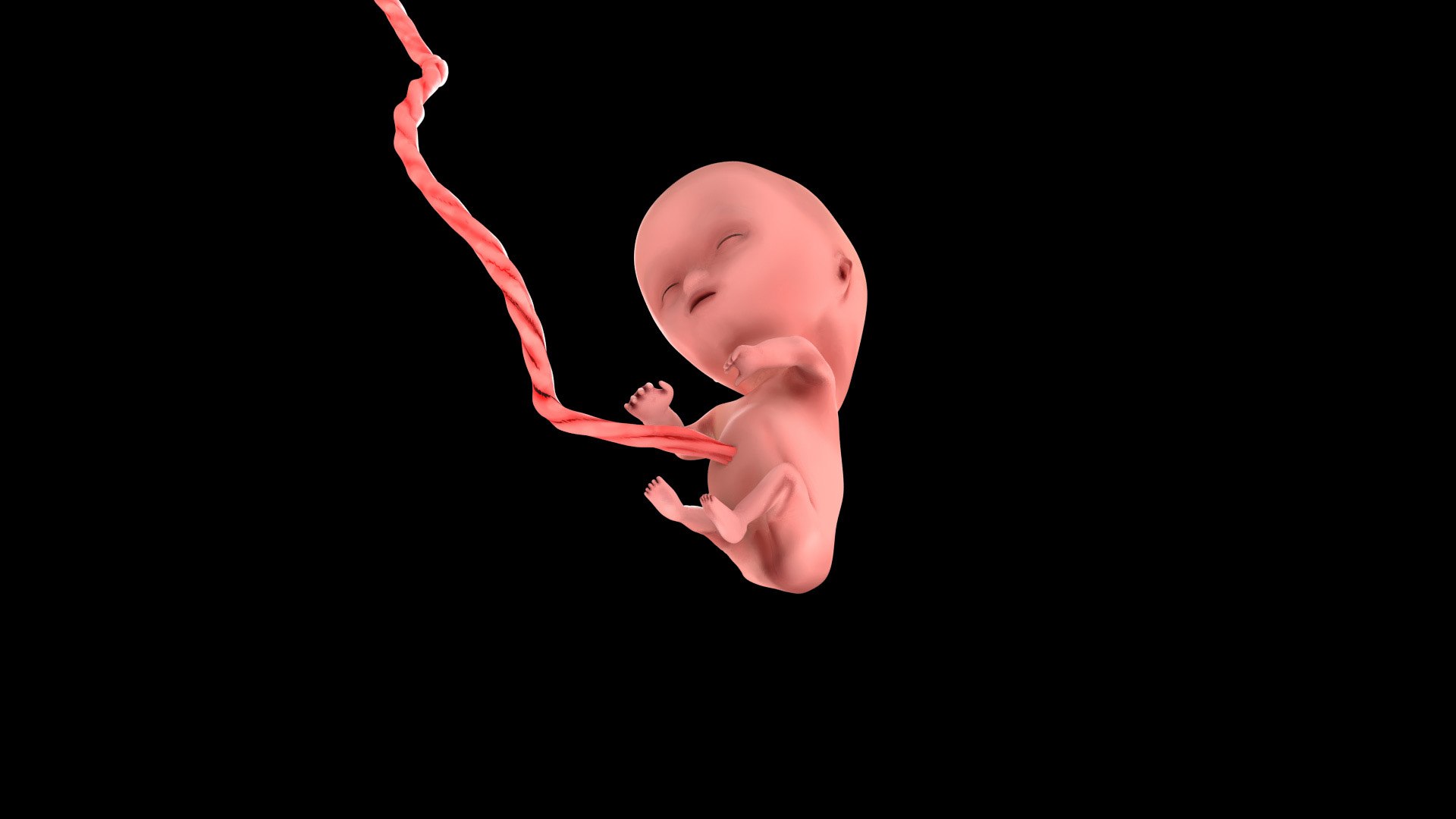 18 Weeks Human Fetus 3D Model - TurboSquid 2036576