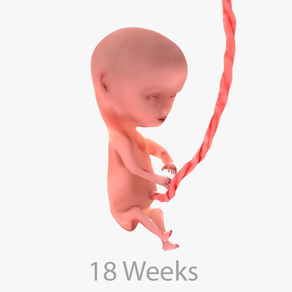18 Weeks Human Fetus 3D model - TurboSquid 2036576