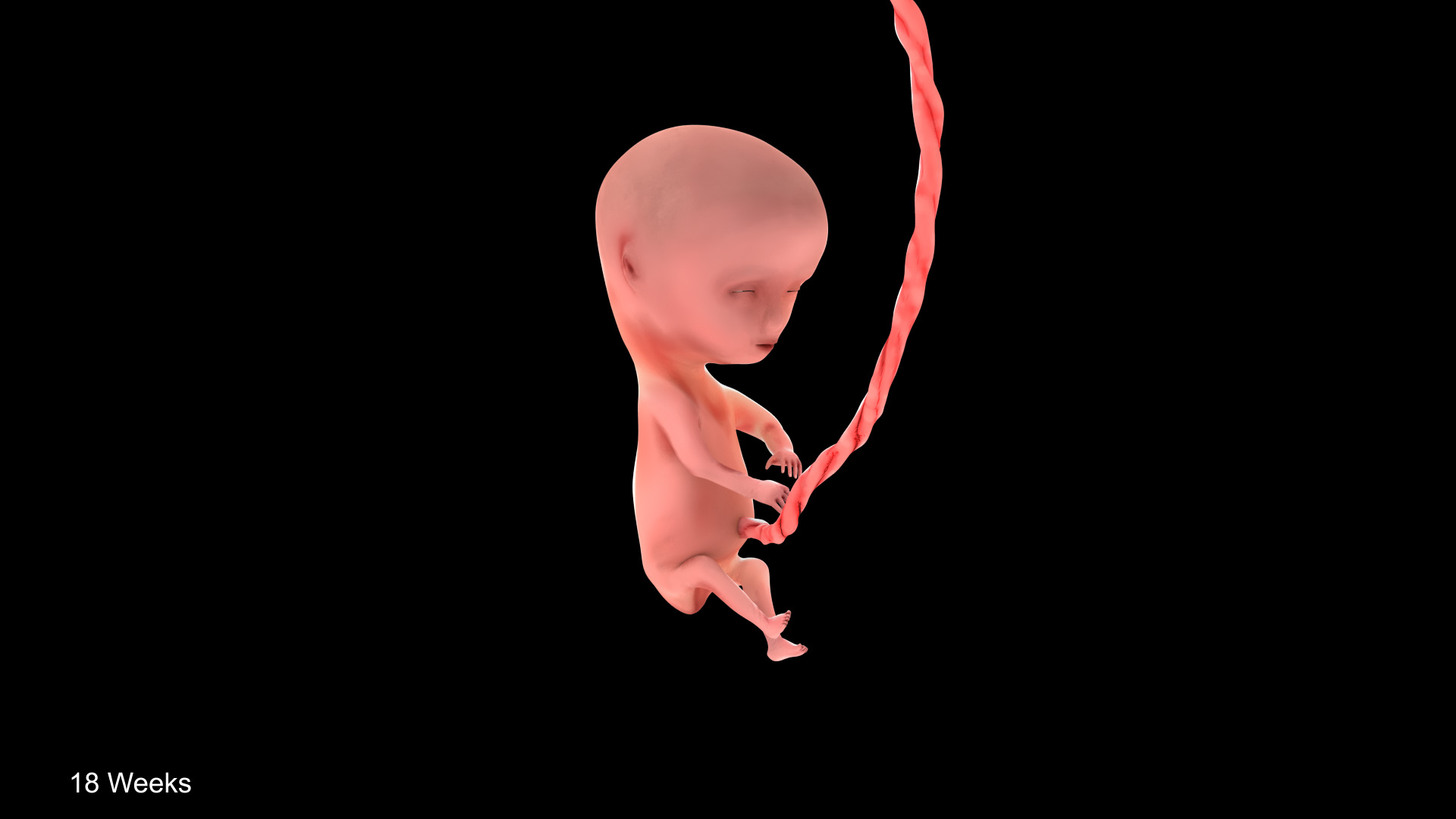 18 Weeks Human Fetus 3D Model - TurboSquid 2036576