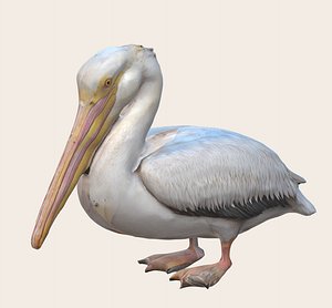 3D Pelican Models - Browse & Download Formats - TurboSquid