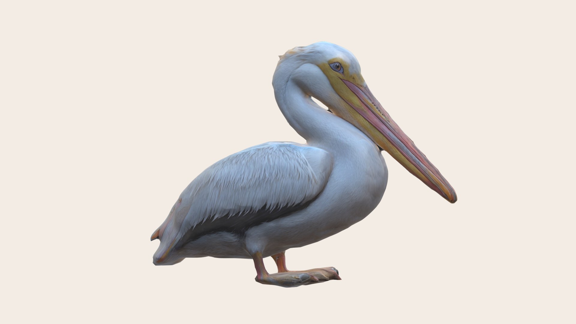 Great White Pelican 3D Model - TurboSquid 2262807