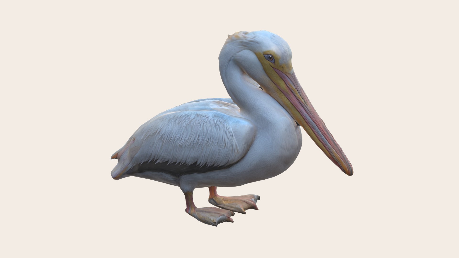 Great White Pelican 3D Model - TurboSquid 2262807