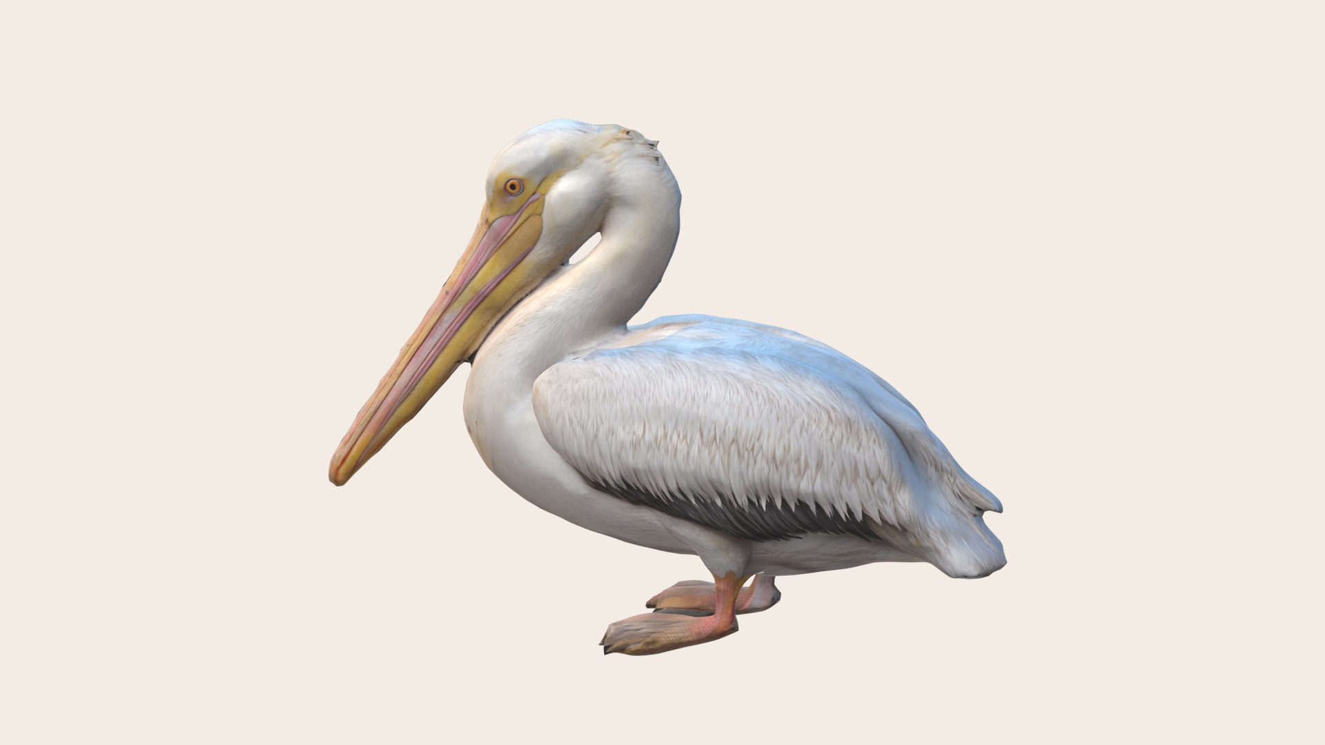 Great White Pelican 3D Model - TurboSquid 2262807