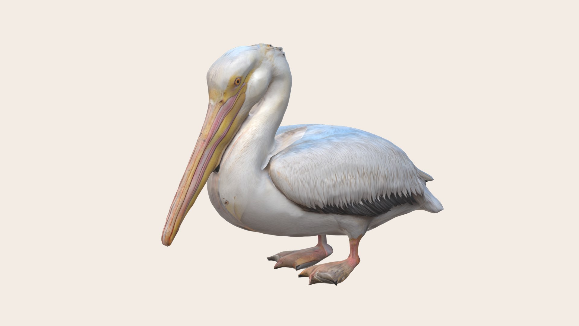 Great White Pelican 3D Model - TurboSquid 2262807