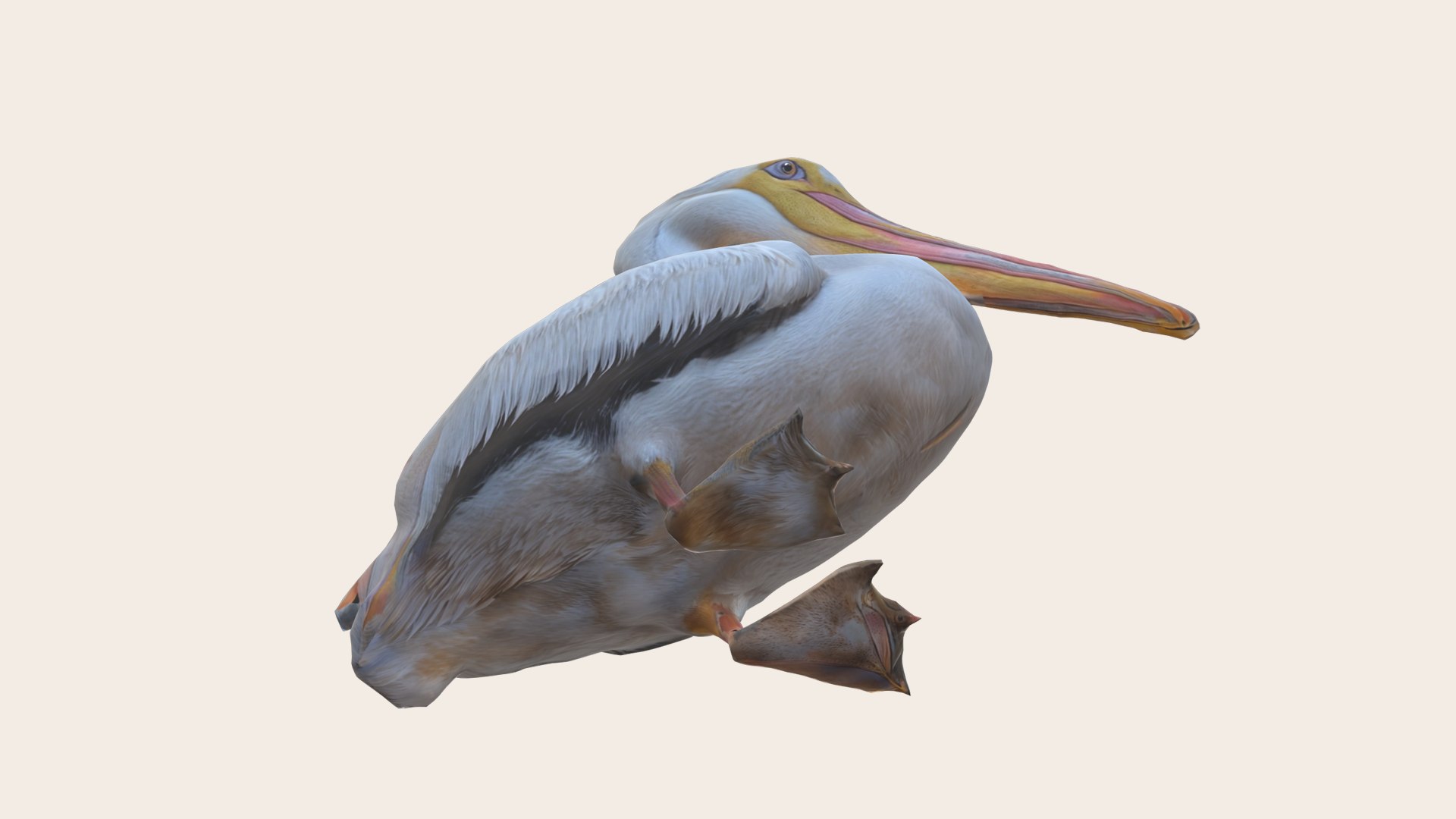 Great White Pelican 3D Model - TurboSquid 2262807