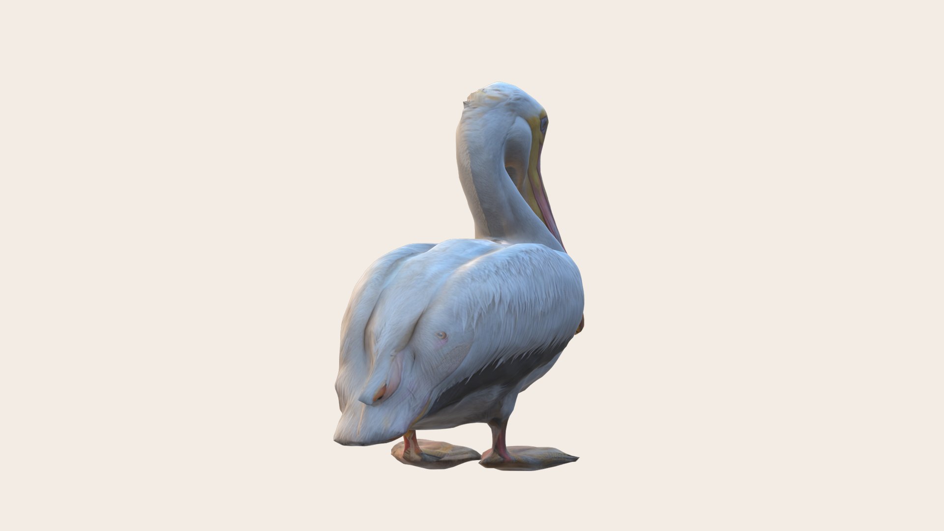 Great White Pelican 3D Model - TurboSquid 2262807