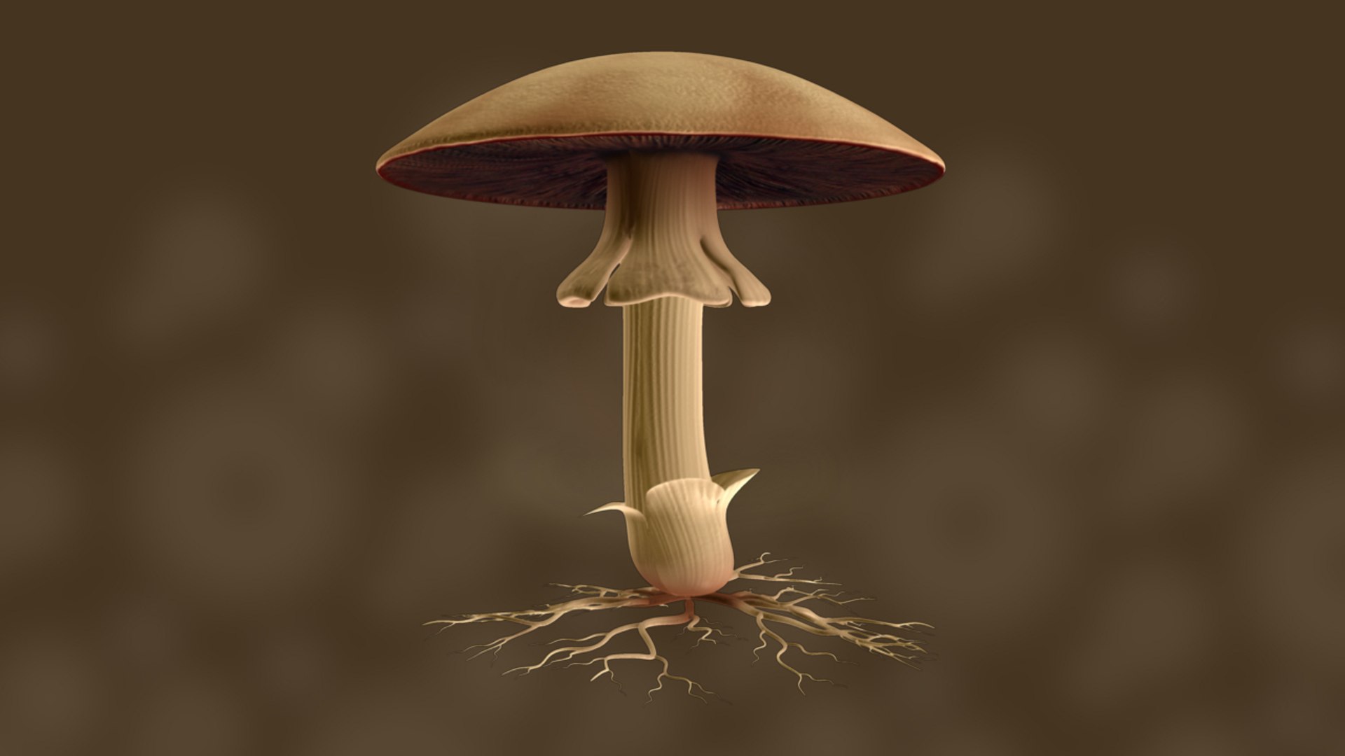 Agaricus Mushrooms Edible 3d Model