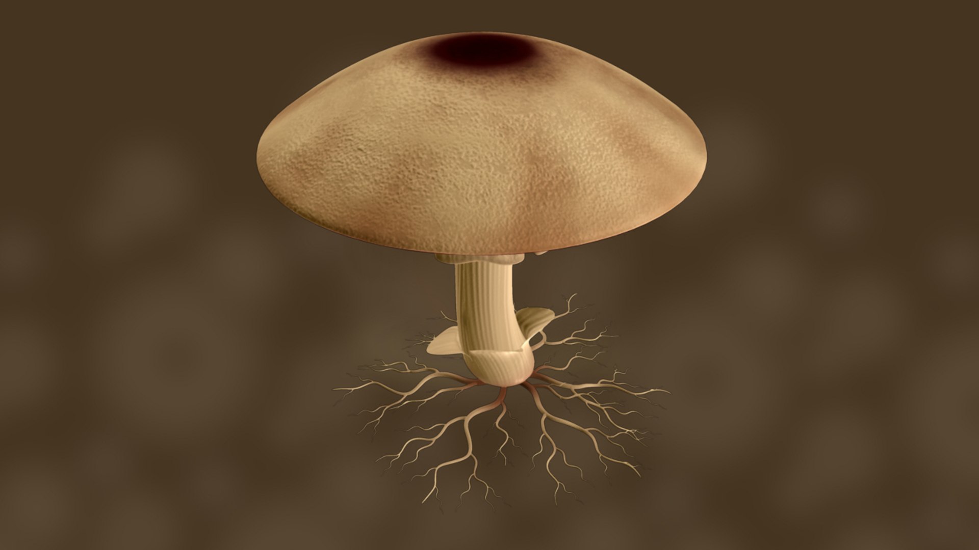 Agaricus Mushrooms Edible 3d Model