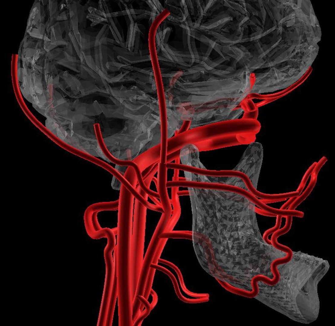 Anatomy Head Neck Arms 3d 3ds