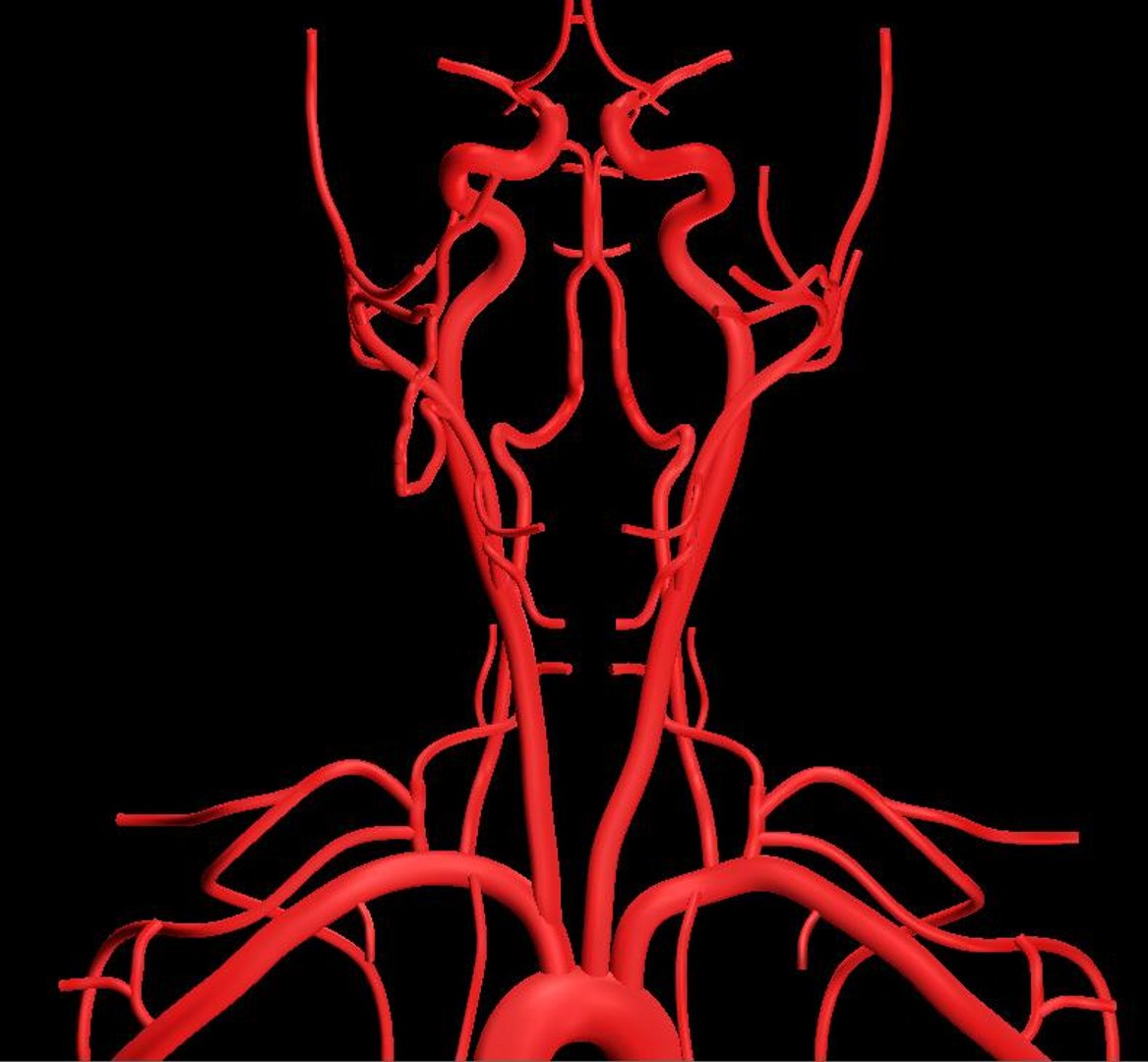 Anatomy Head Neck Arms 3d 3ds