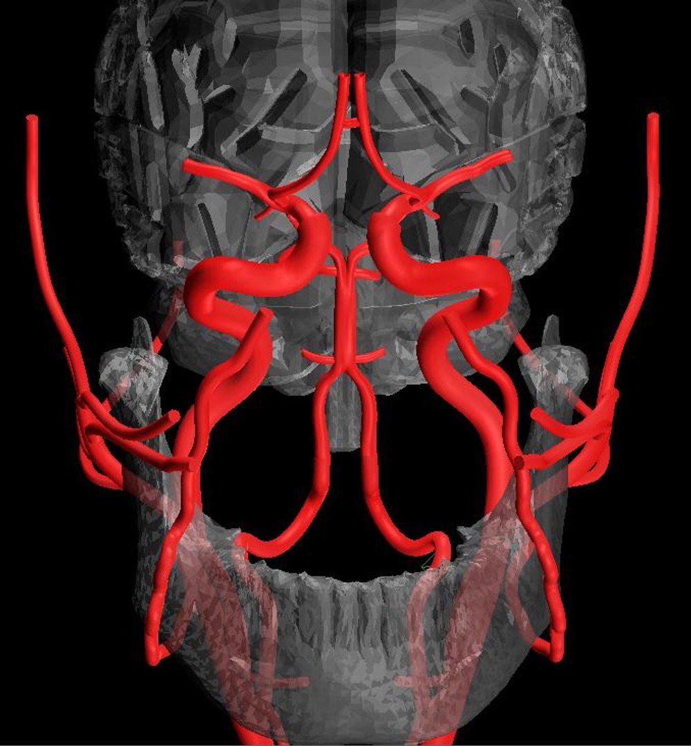 Anatomy Head Neck Arms 3d 3ds