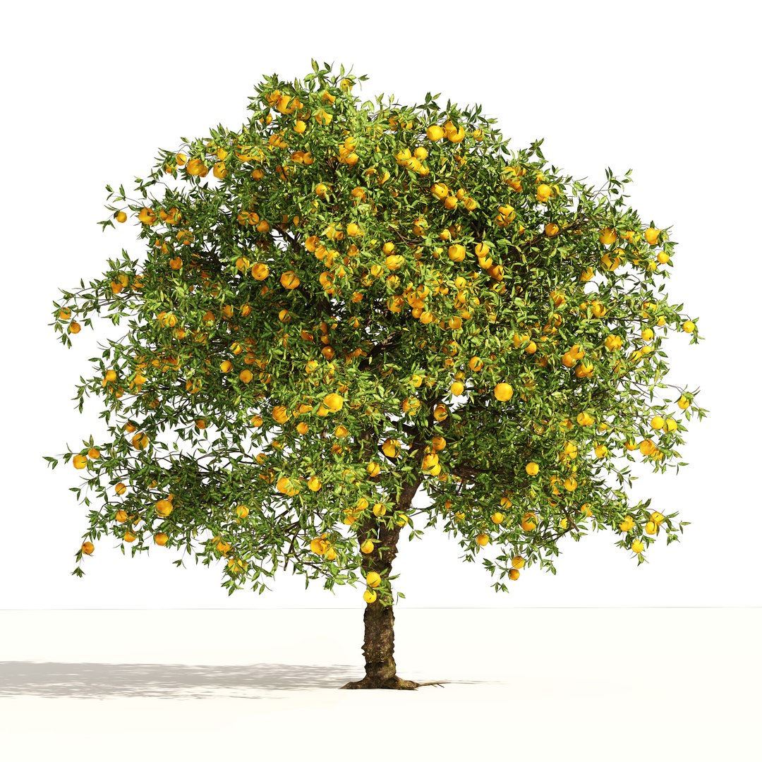 Orange Fruit Tree 3D Model - TurboSquid 1940695