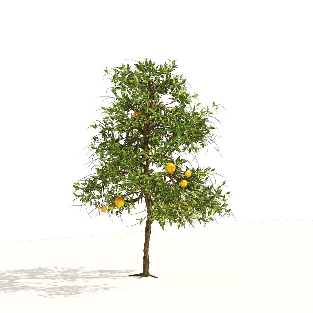 Orange Fruit Tree 3D Model - TurboSquid 1940695