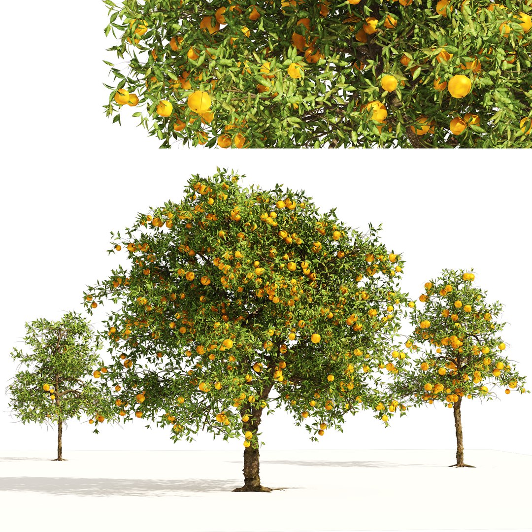 Orange Fruit Tree 3D Model - TurboSquid 1940695