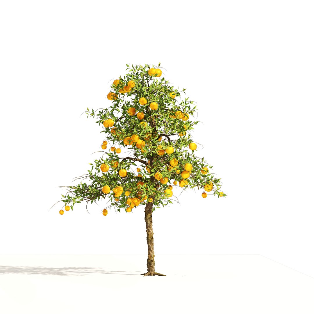 Orange Fruit Tree 3D Model - TurboSquid 1940695