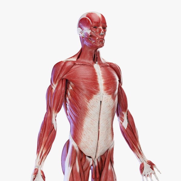 modelo 3d Medically Accurate Male Skeleton and Muscles - TurboSquid 2042338