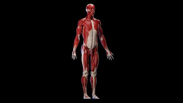 Medically Accurate Male Skeleton and Muscles 3D model - TurboSquid 2042338