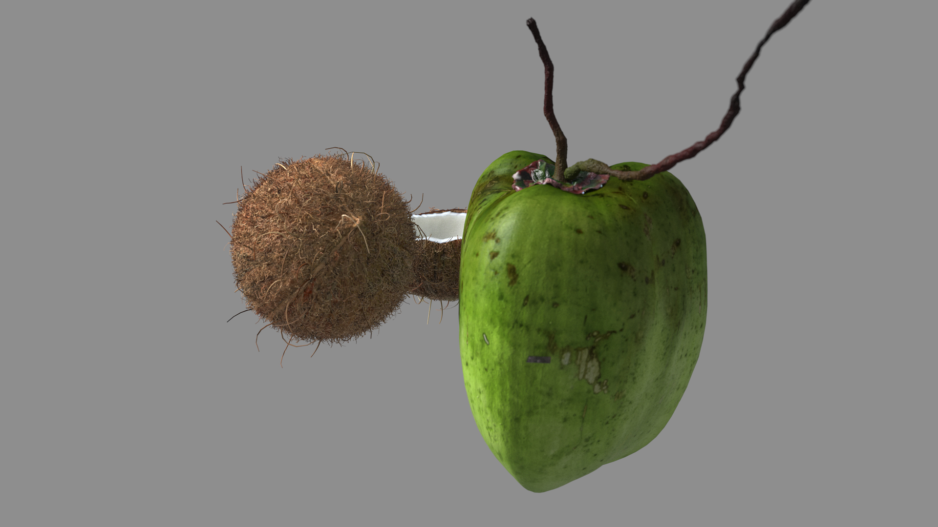 Coconut 3D Model - TurboSquid 1876958