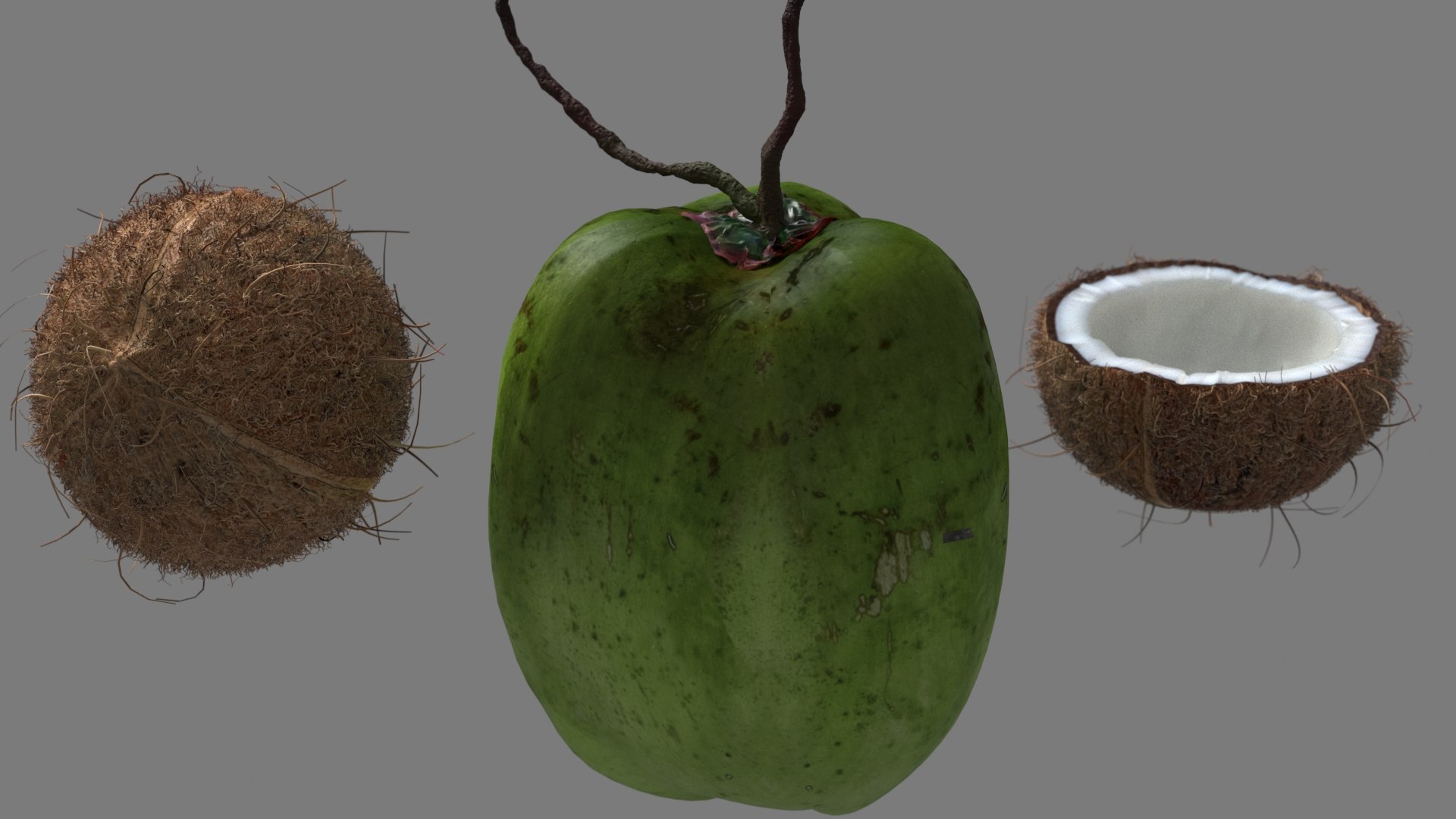 Coconut 3D Model - TurboSquid 1876958