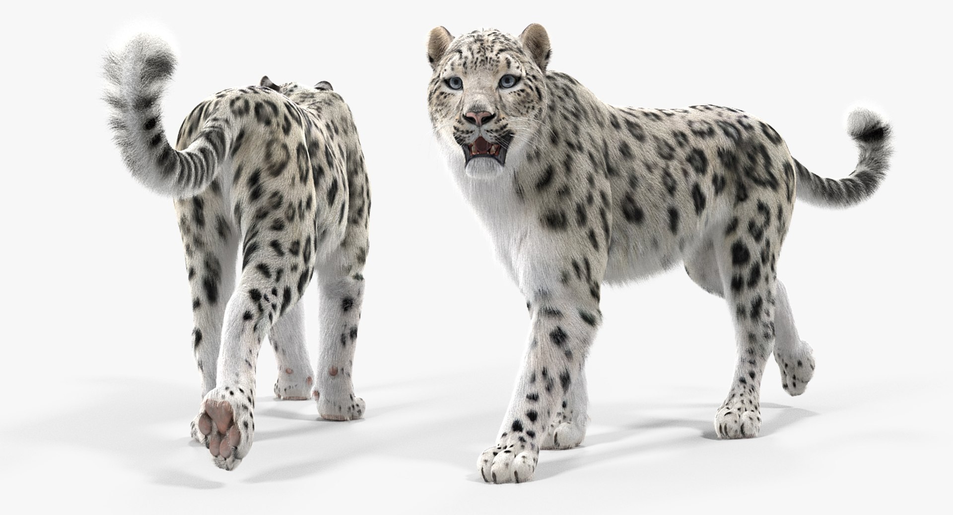 3D Snow Leopard Walking Pose Model - TurboSquid 1297439