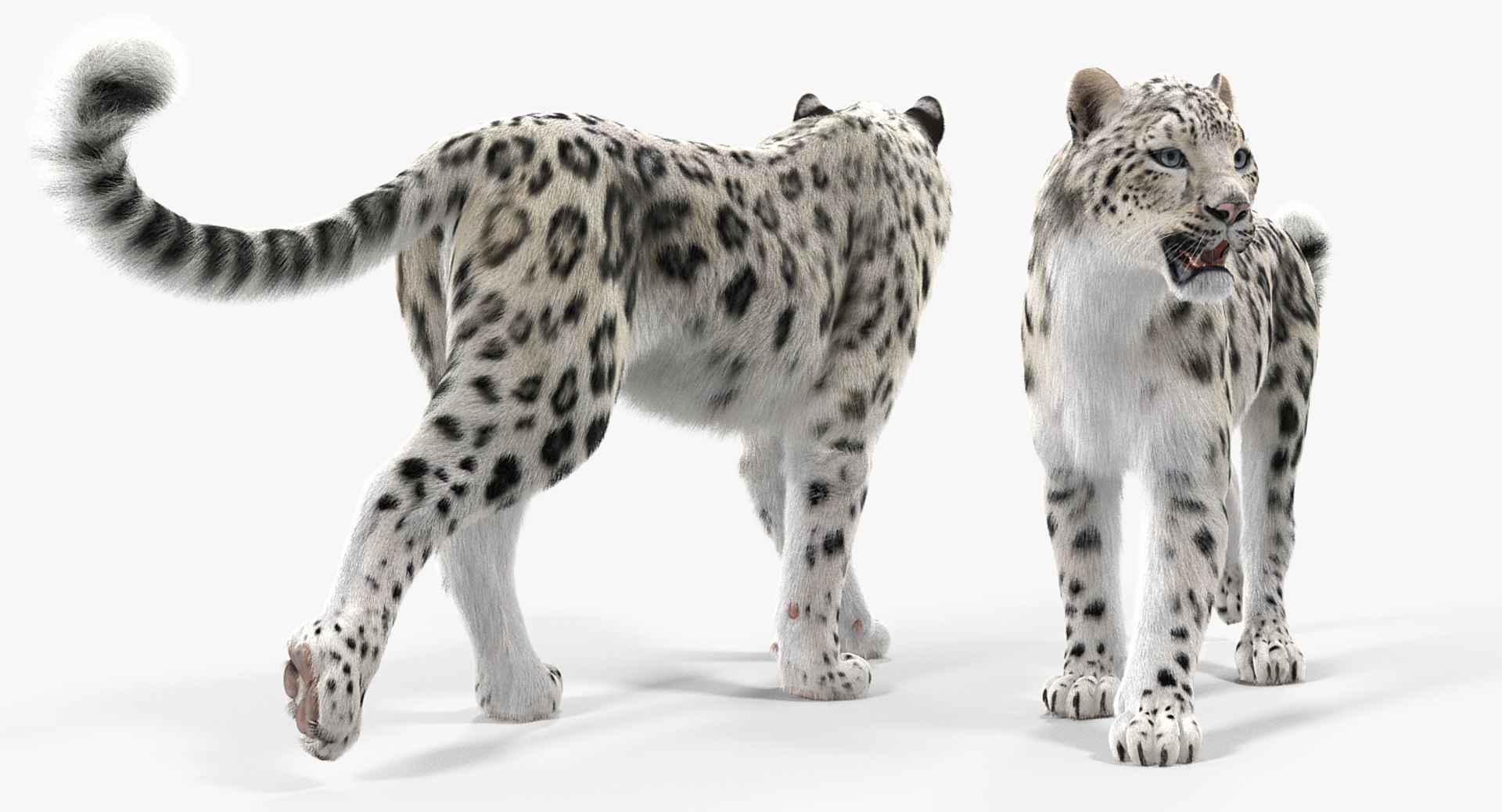 3D Snow Leopard Walking Pose Model - TurboSquid 1297439