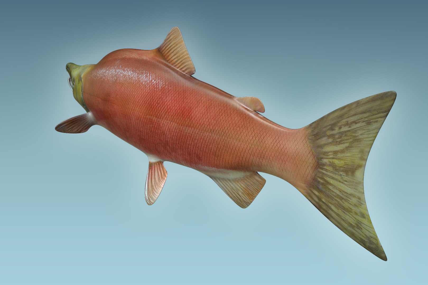 3D salmon fish model - TurboSquid 1201777