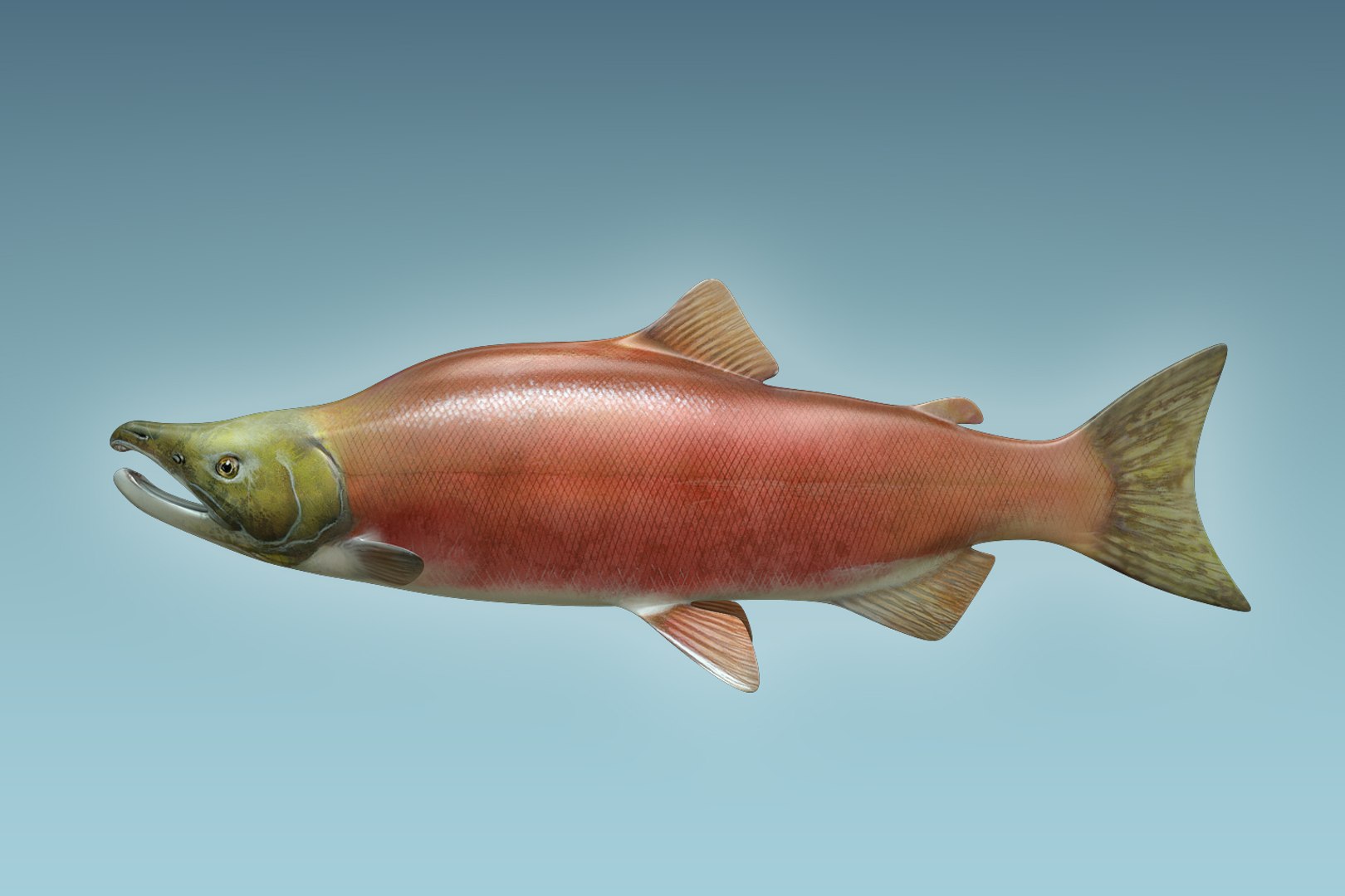3D salmon fish model - TurboSquid 1201777