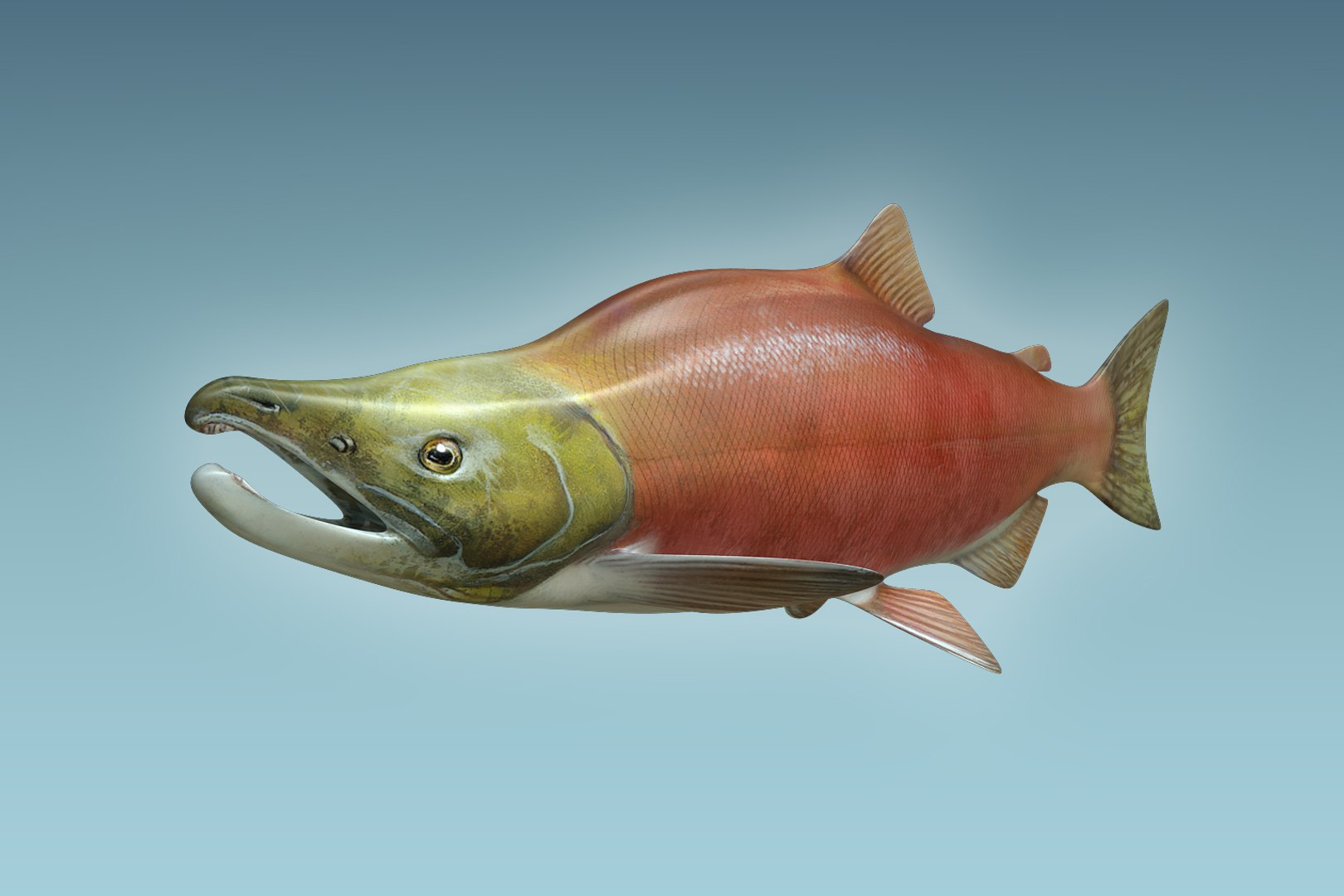 3D salmon fish model - TurboSquid 1201777