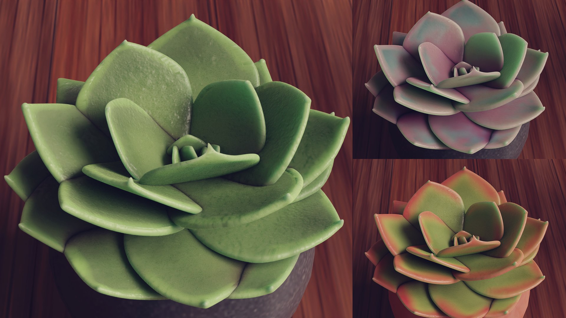 Collection Of Succulent Plants Plants Vol 03 Model - TurboSquid 1932706
