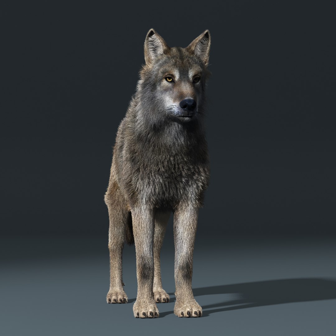 3d Gray Wolf Fur