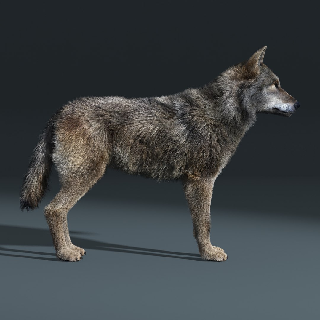 3d Gray Wolf Fur