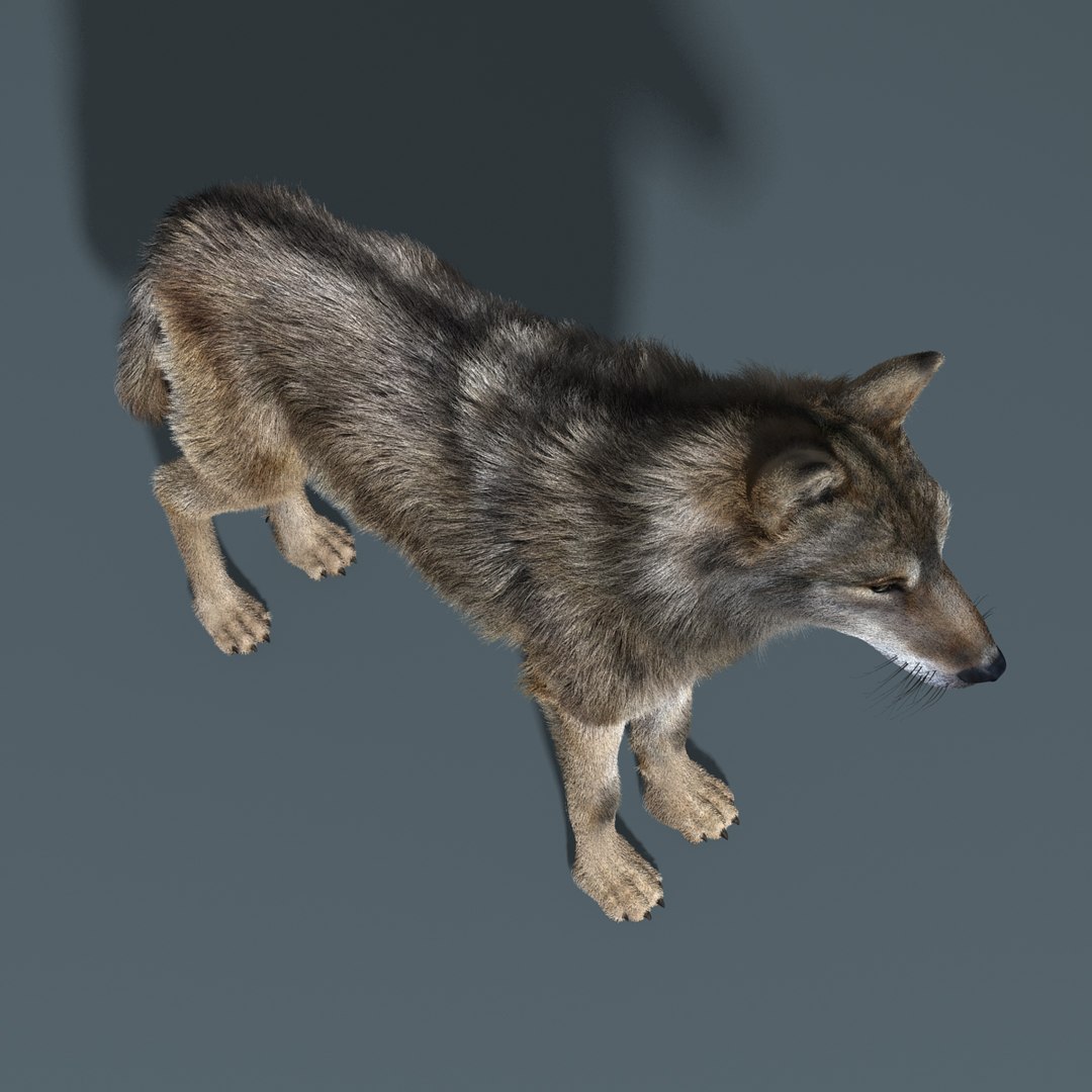 3d Gray Wolf Fur