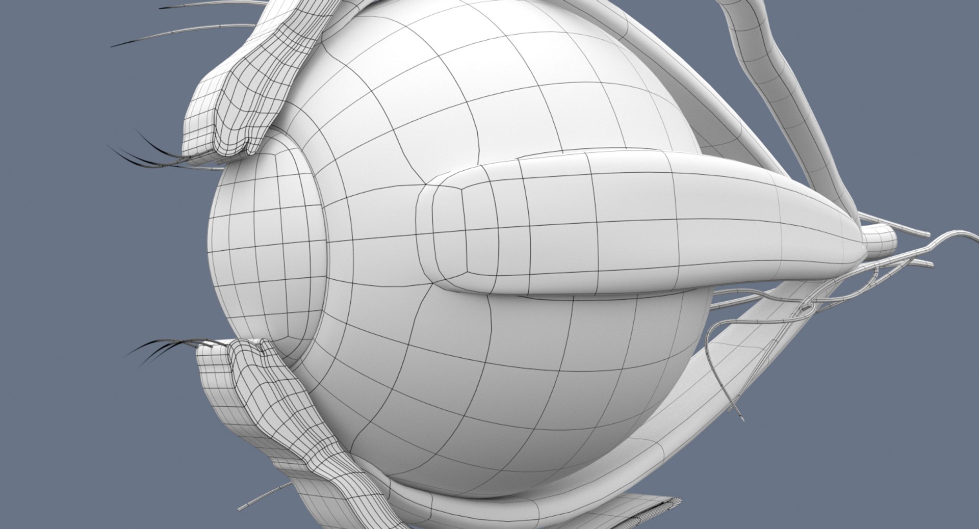 Eye Section Model - TurboSquid 1347000