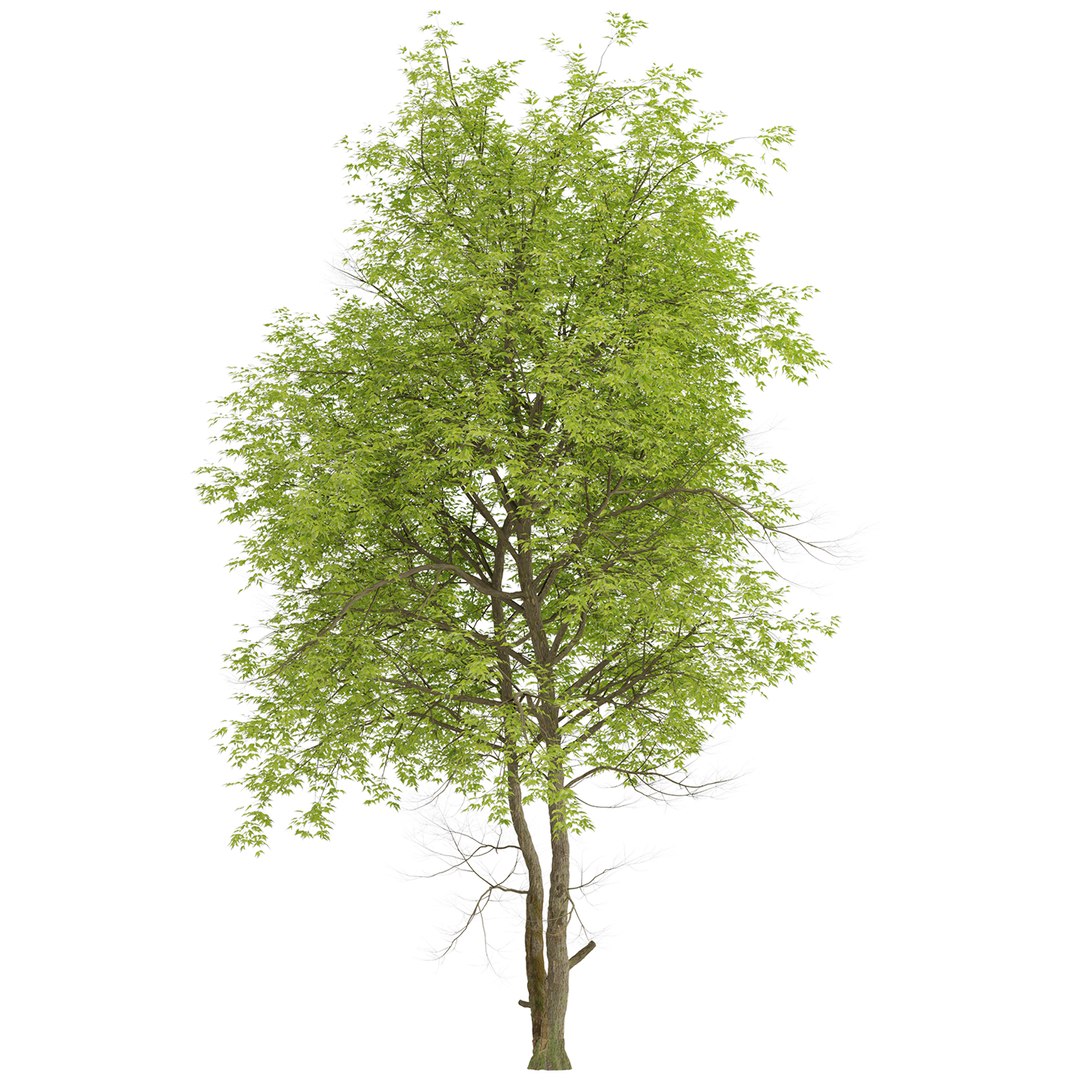 Set Of Pampkin Ash Or Fraxinus Profunda Tree -2 Trees 3D Model ...