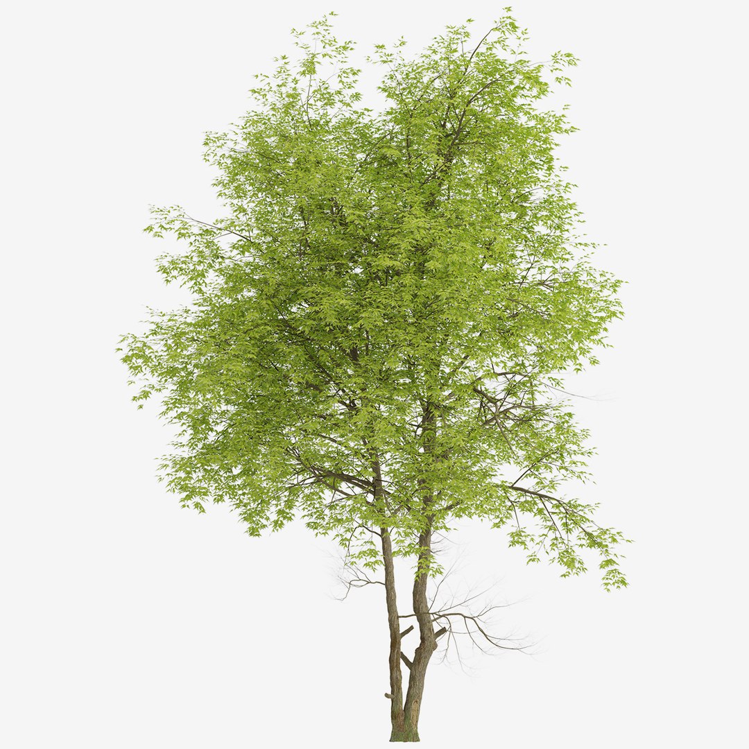 Set Of Pampkin Ash Or Fraxinus Profunda Tree -2 Trees 3D Model ...