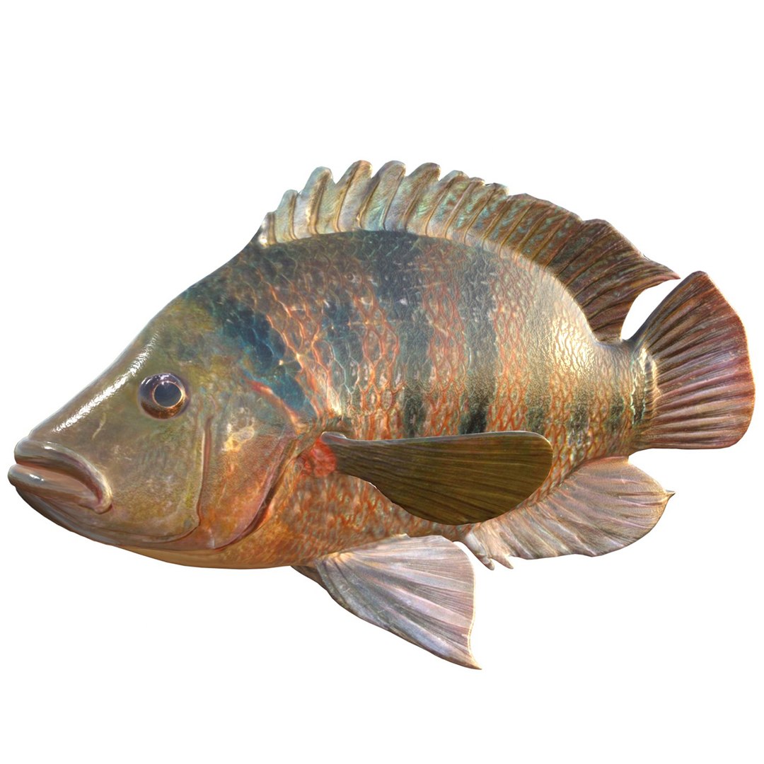 Mayan Cichlid Fish Model - TurboSquid 2512215