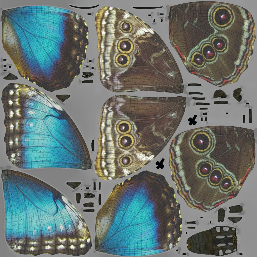 3D Blue Morpho Butterfly - TurboSquid 2008511