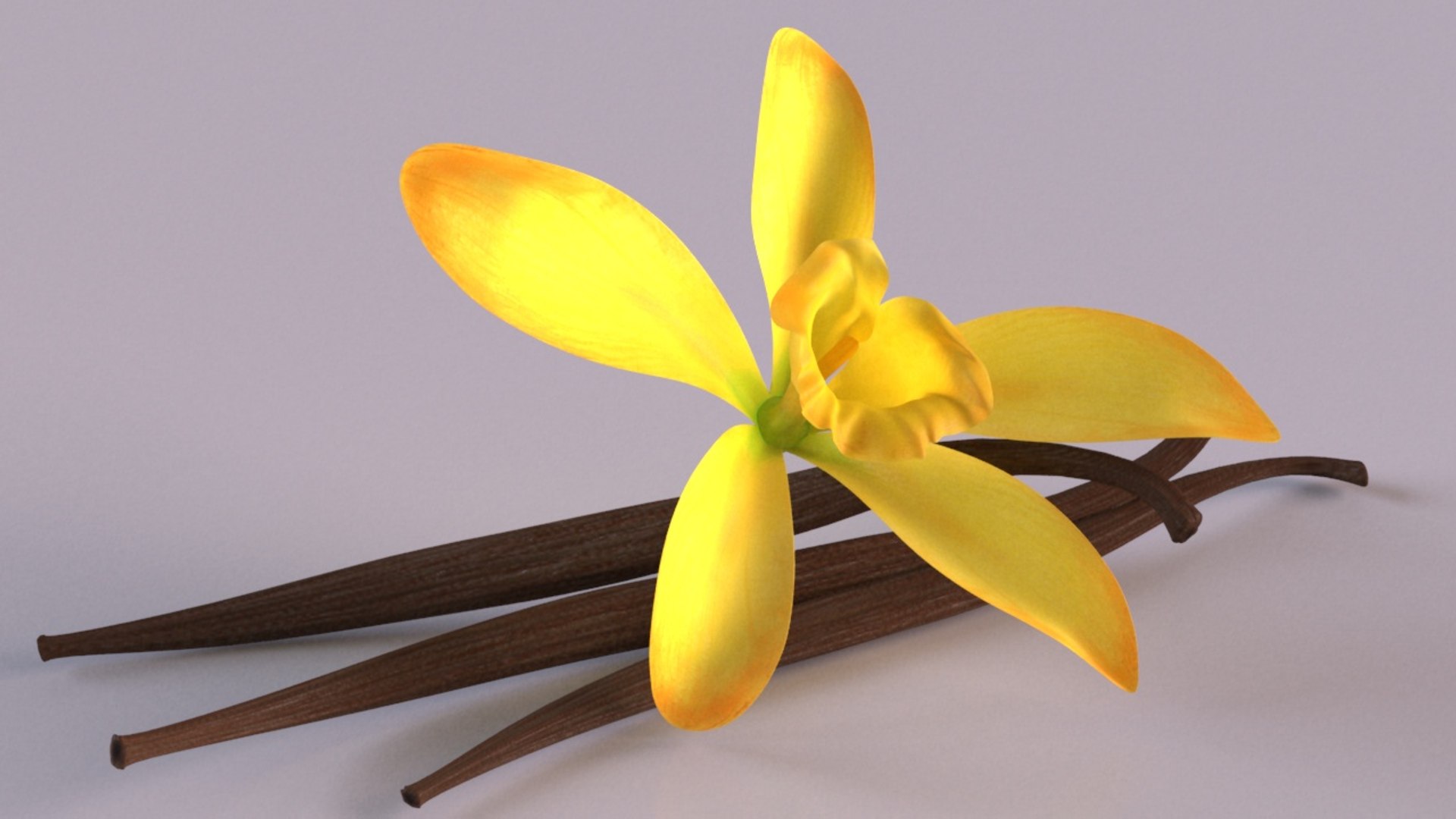 3D Vanilla Orchid Spice Flower - TurboSquid 1512065