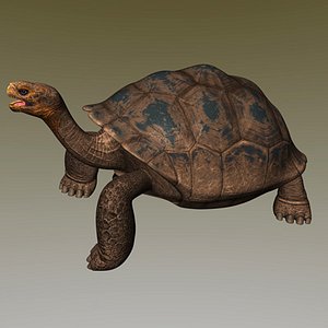 3D Tortoise Models | TurboSquid