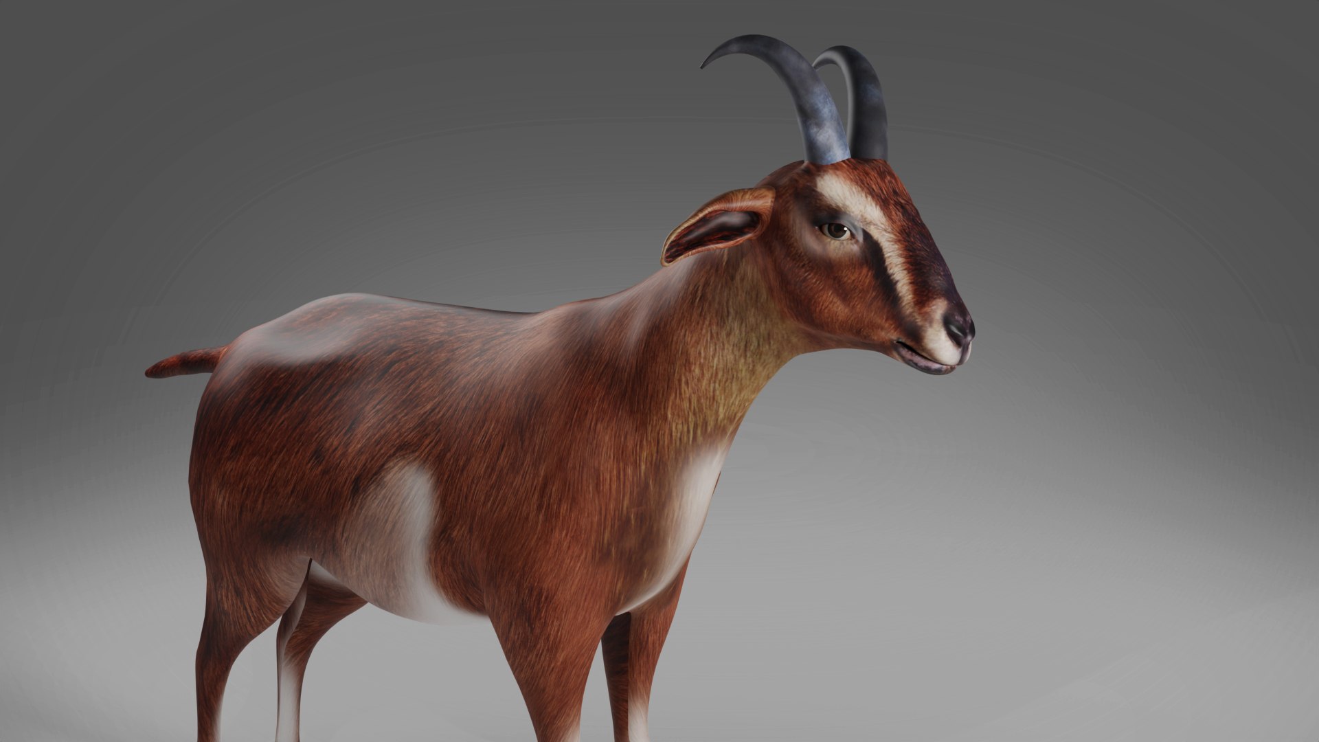3D Goat 04 Rigged in Blender 3D model - TurboSquid 2010365