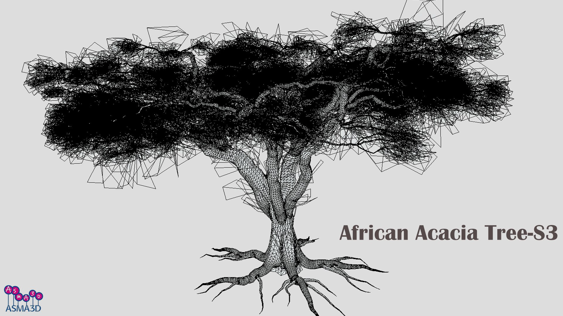 3D African Acacia Tree-S3 - TurboSquid 2202462