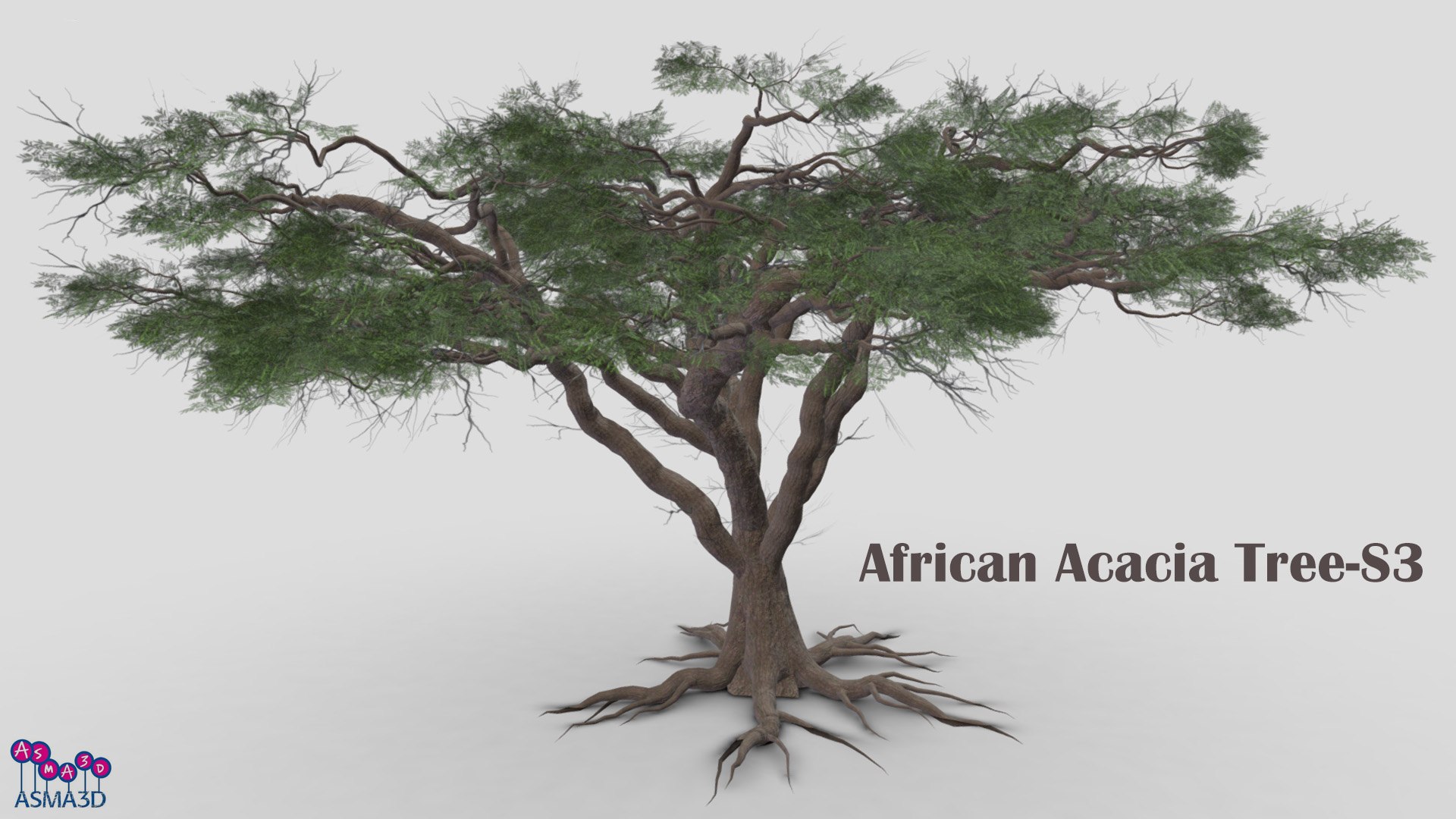 3D African Acacia Tree-S3 - TurboSquid 2202462