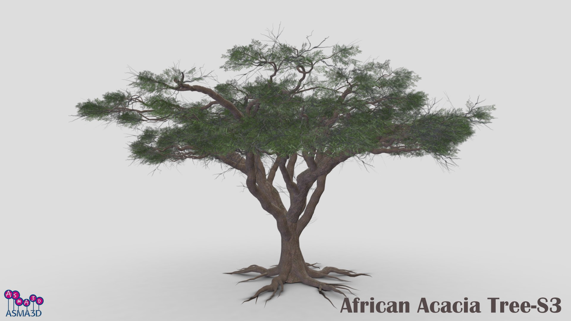 3D African Acacia Tree-S3 - TurboSquid 2202462