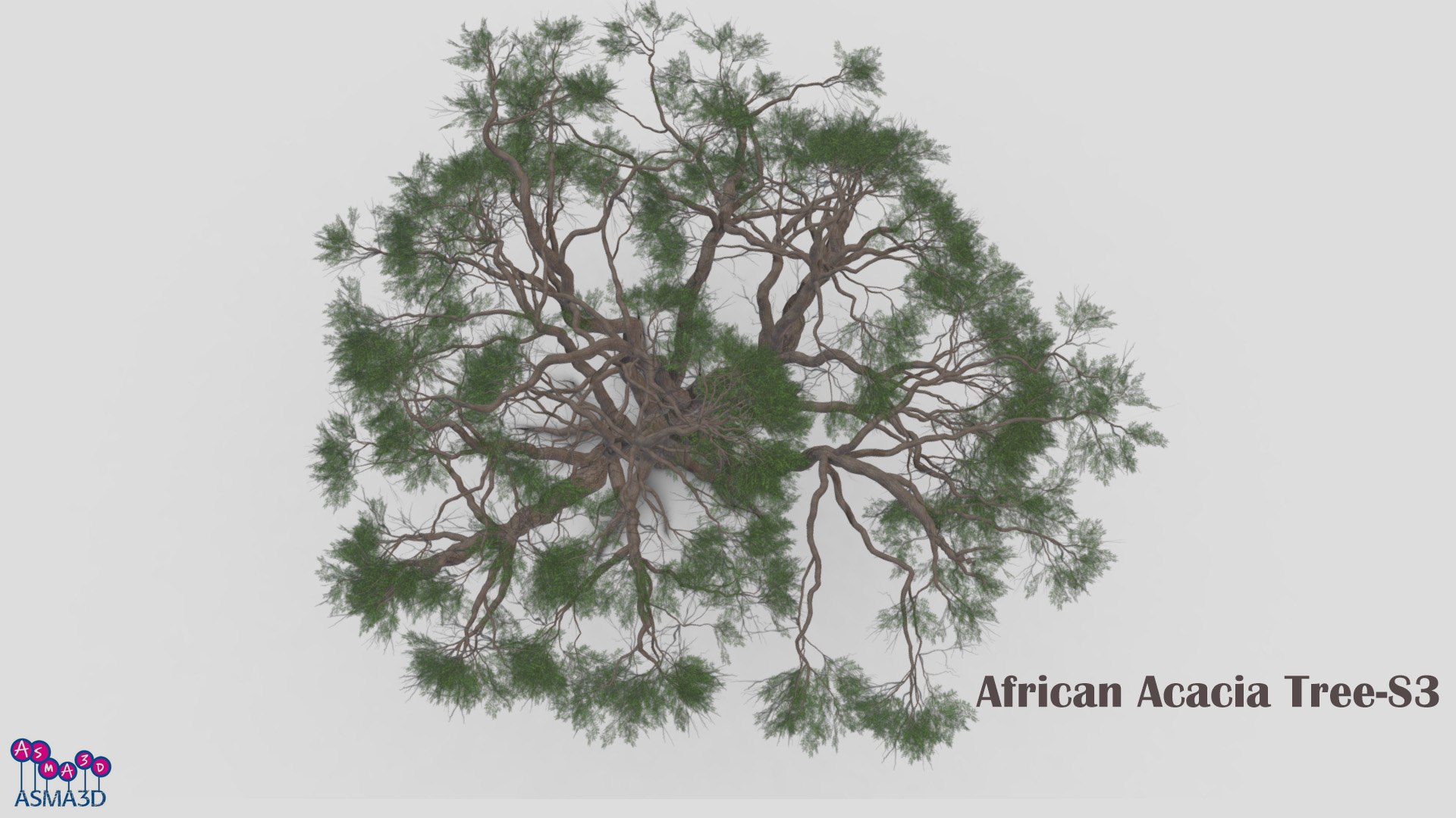 3D African Acacia Tree-S3 - TurboSquid 2202462